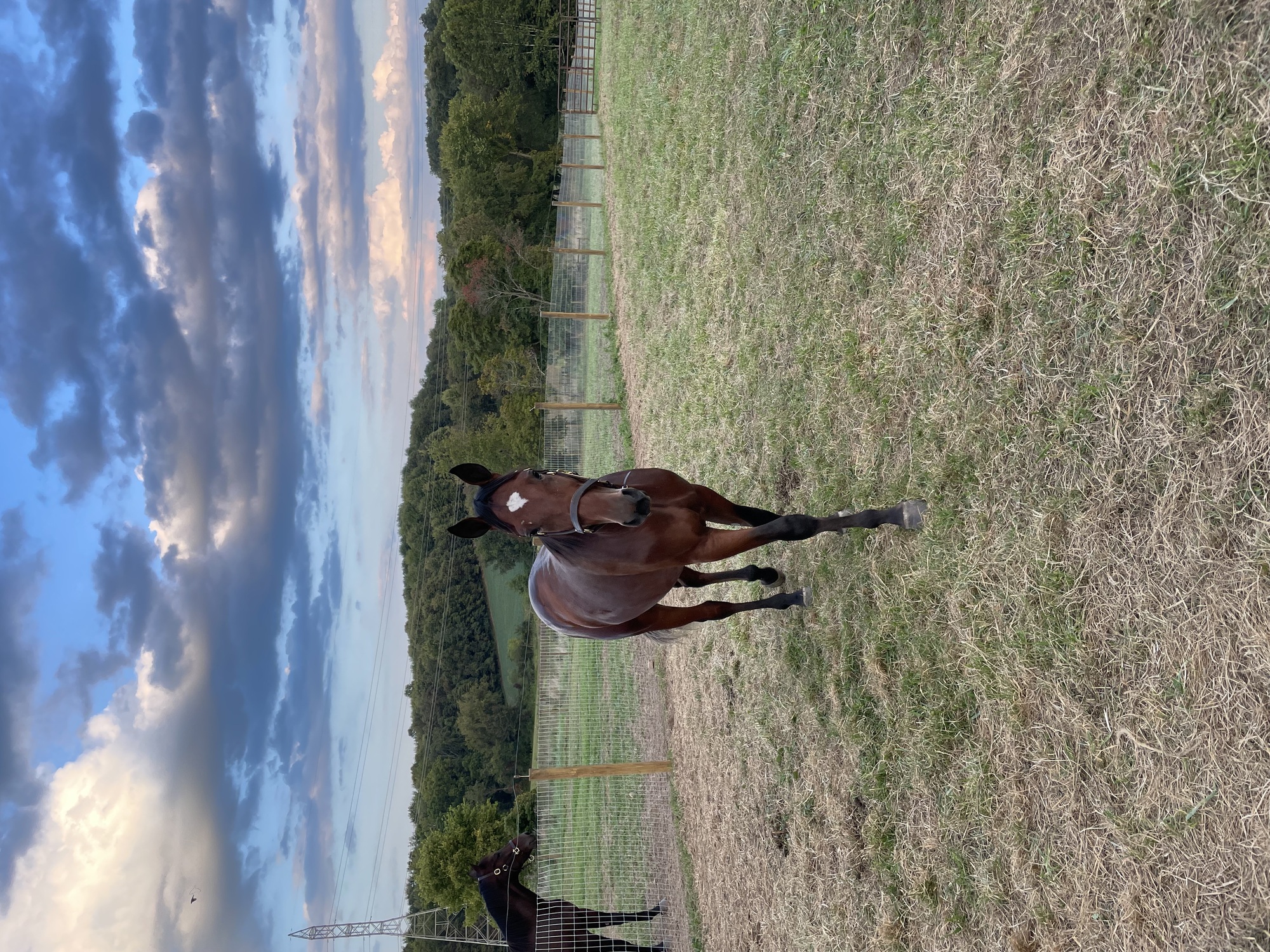 Equipment For Sale - onGait