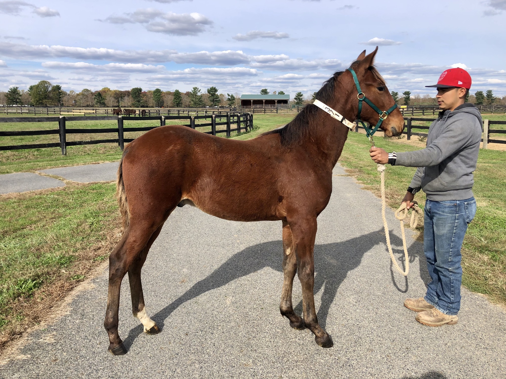 2021 ONGAIT FALL MIXED SALE Broodmares, Stallion Breedings and Shares ...