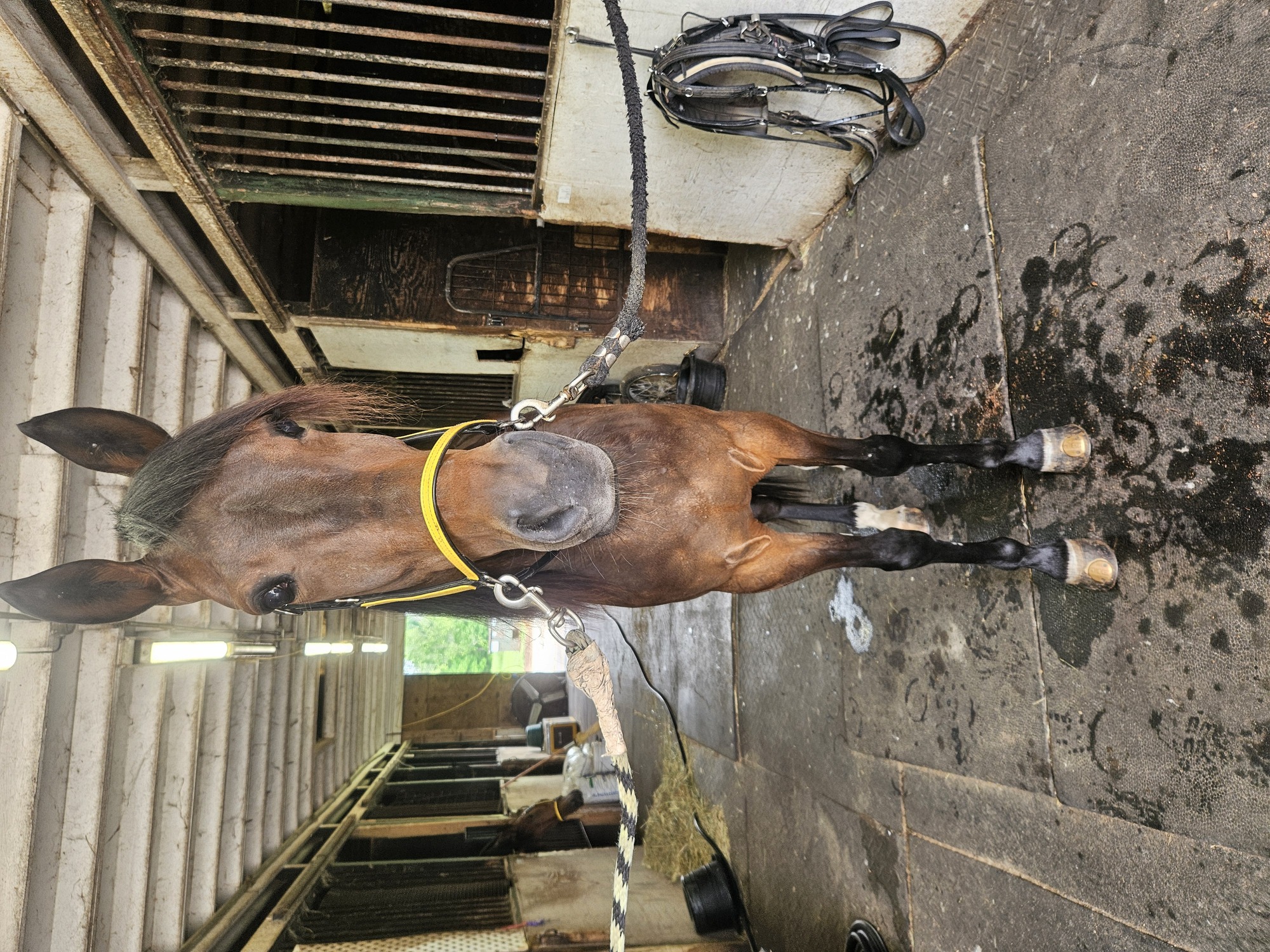 Lucky Lilly Belle Stable Ten Racehorses Bidding Ends Tuesday - onGait