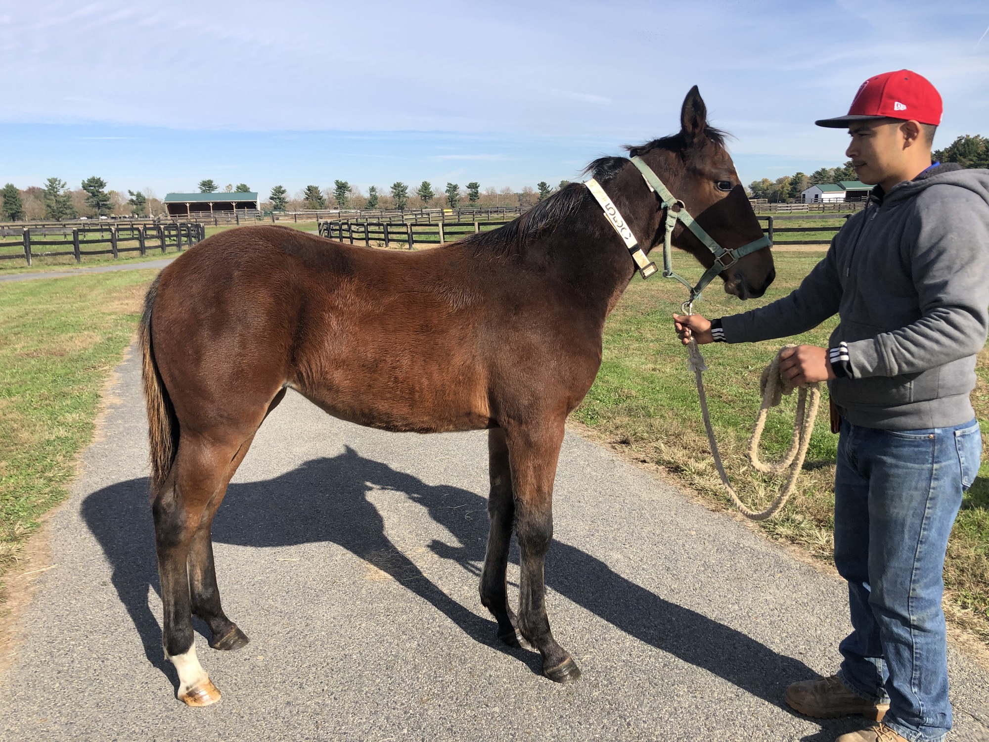 2021 ONGAIT FALL MIXED SALE Broodmares, Stallion Breedings and Shares ...