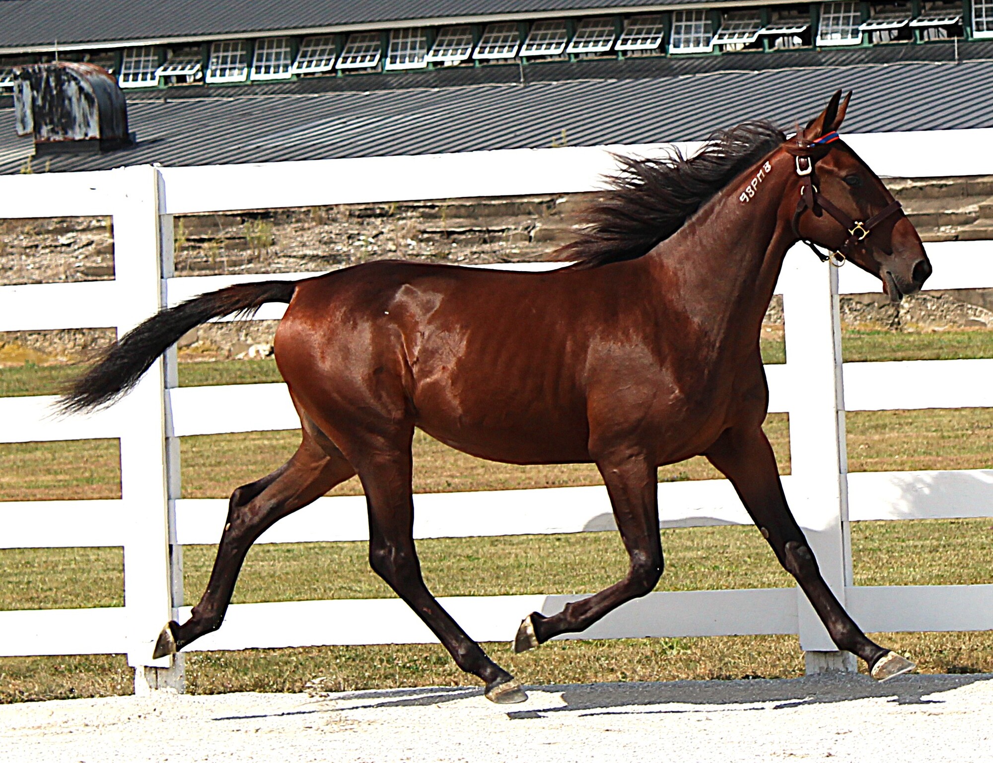 2025 ONGAIT FALL YEARLING SALE Bid online September 19 and 20 
