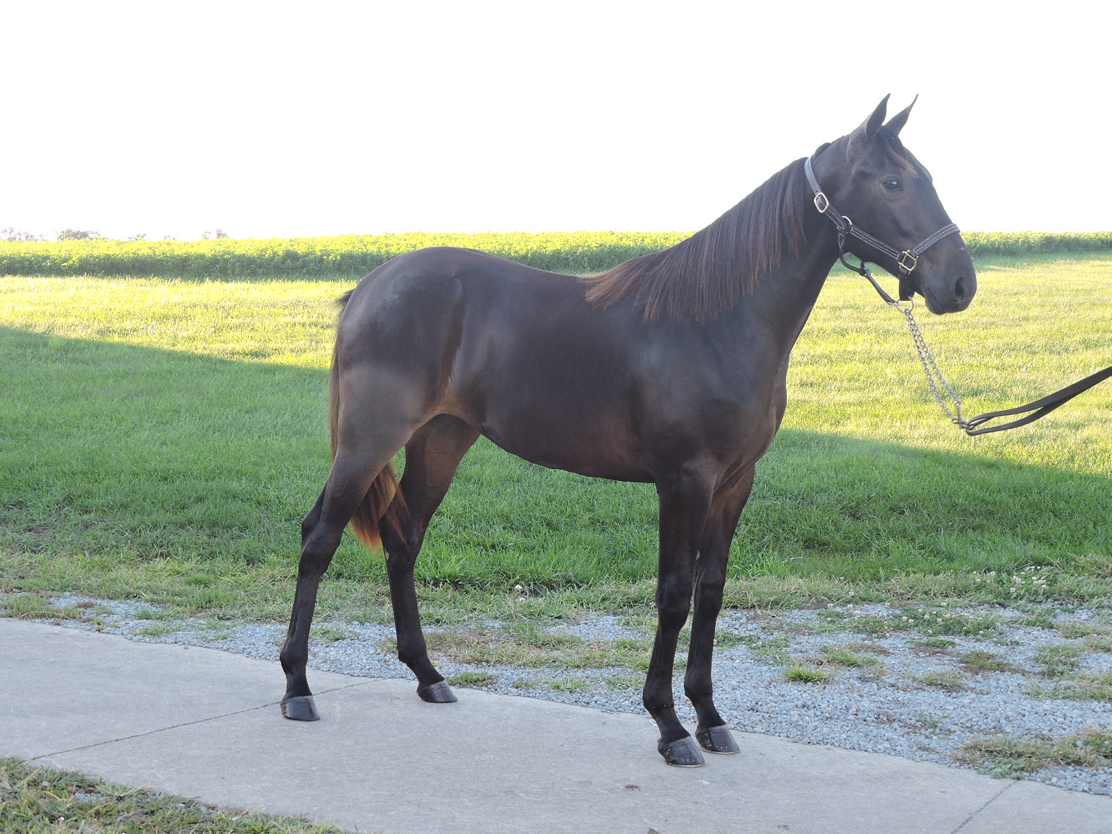 2022ONGAIT FALL YEARLING SALE - onGait