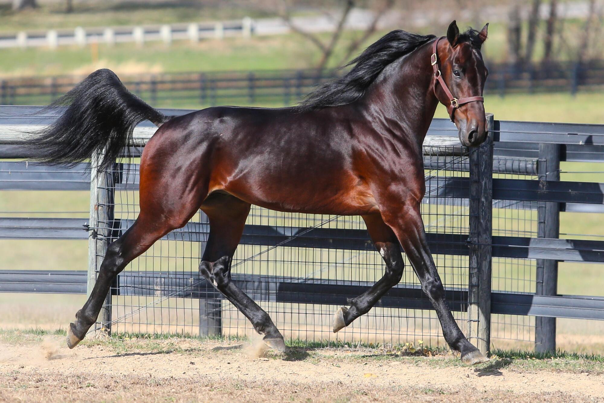 2025 OHHA P.A.C.E.R. STALLION BREEDINGS AUCTION BIDDING ENDS SATURDAY ...