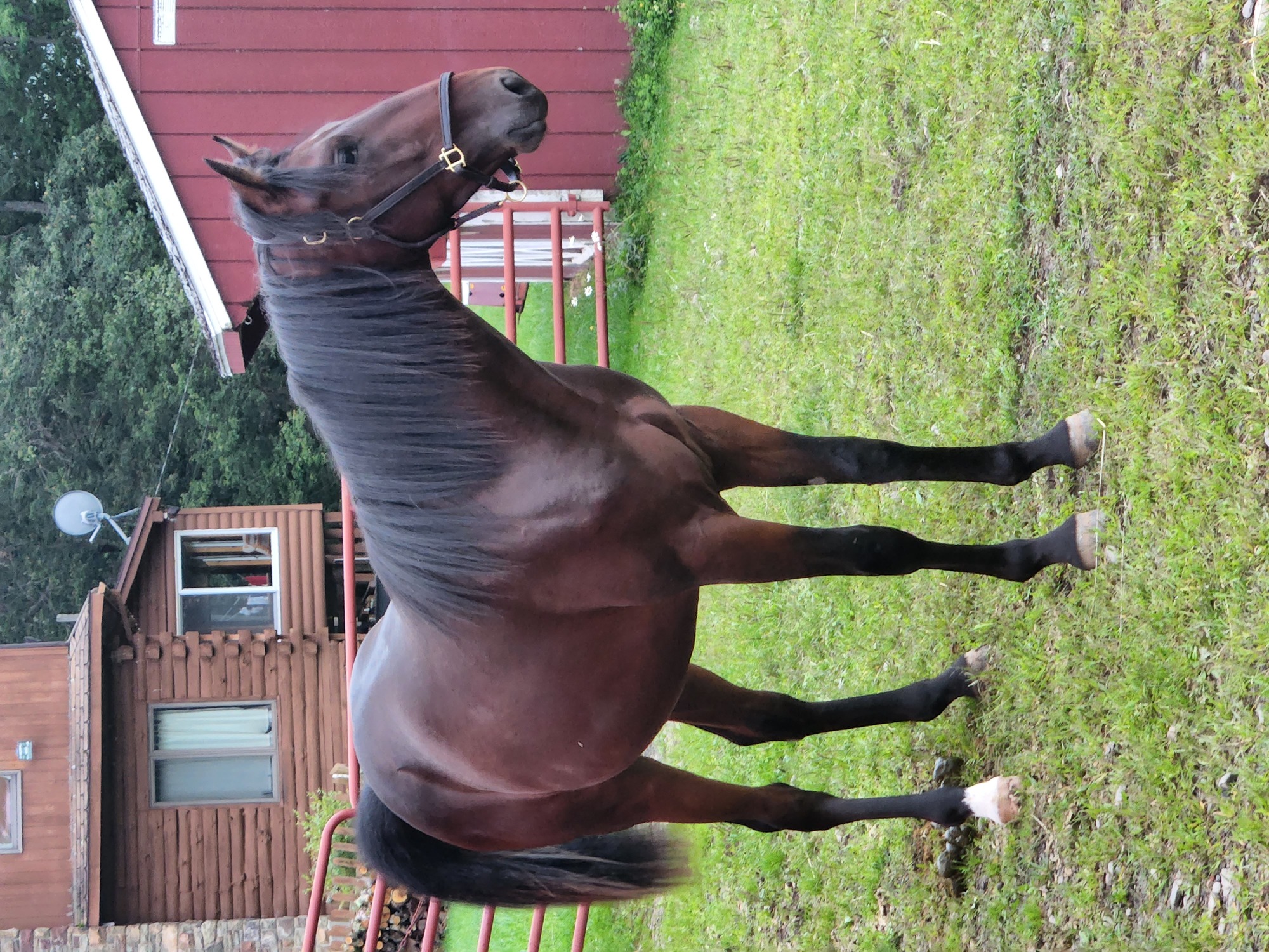 2022ONGAIT FALL YEARLING SALE - onGait