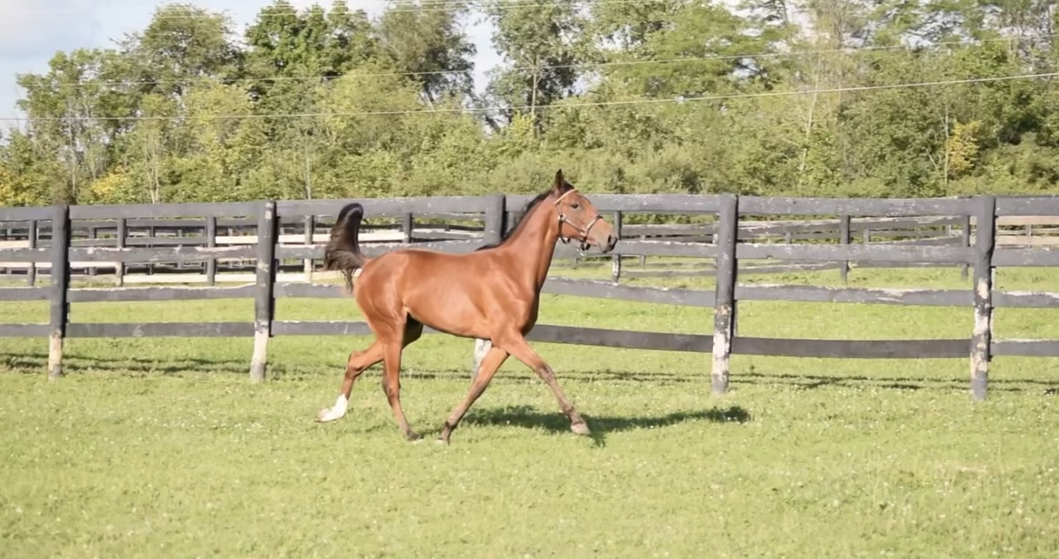 2022ONGAIT FALL YEARLING SALE - onGait