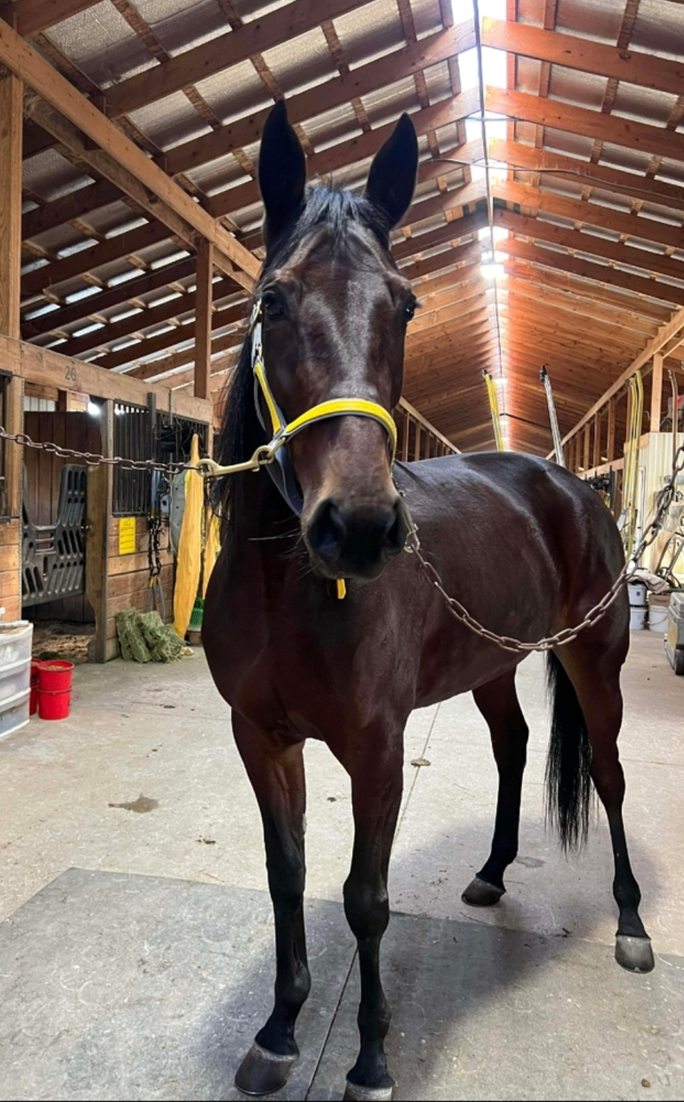 BURKE STABLE REDUCTION CONSIGNMENT Bidding Ends Monday - onGait