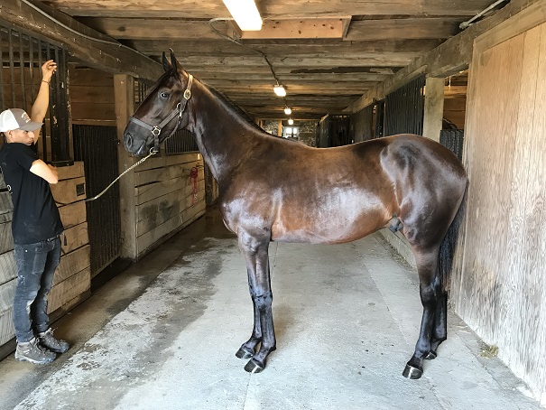 2022ONGAIT FALL YEARLING SALE - onGait