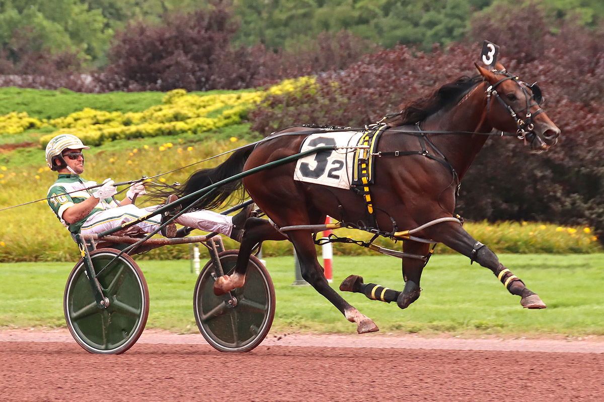 2025 OHHA P.A.C.E.R. STALLION BREEDINGS AUCTION BIDDING ENDS SATURDAY ...