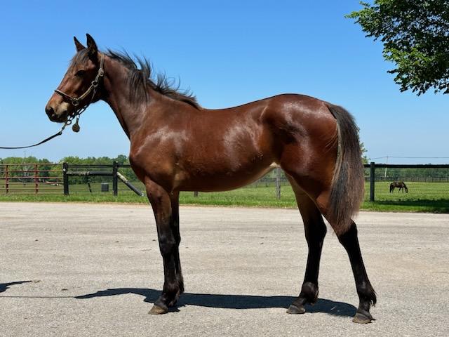 ODDS ON RACING YEARLING CONSIGNMENT Auctions End Tuesday - onGait