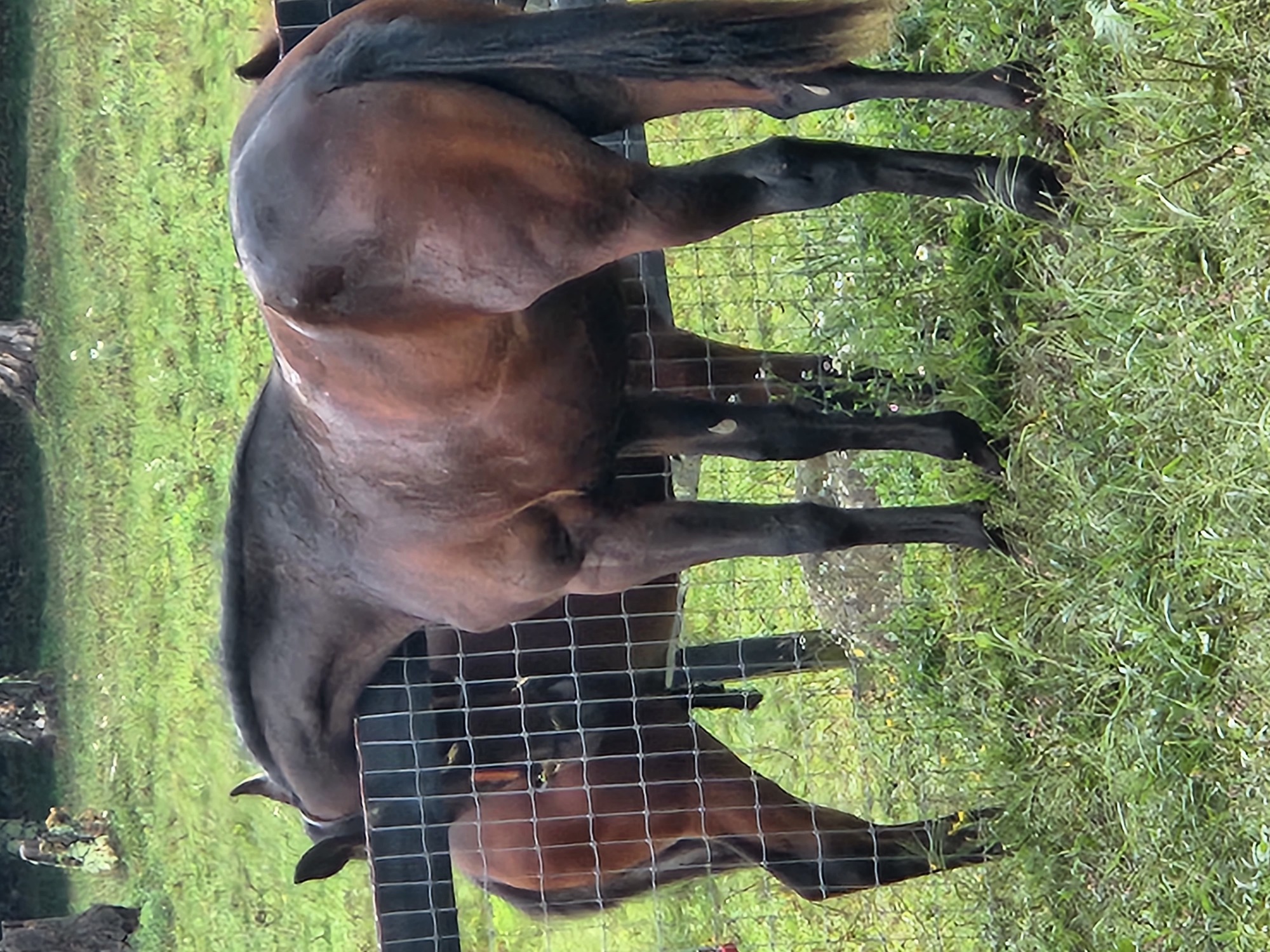 2022ONGAIT FALL YEARLING SALE - onGait
