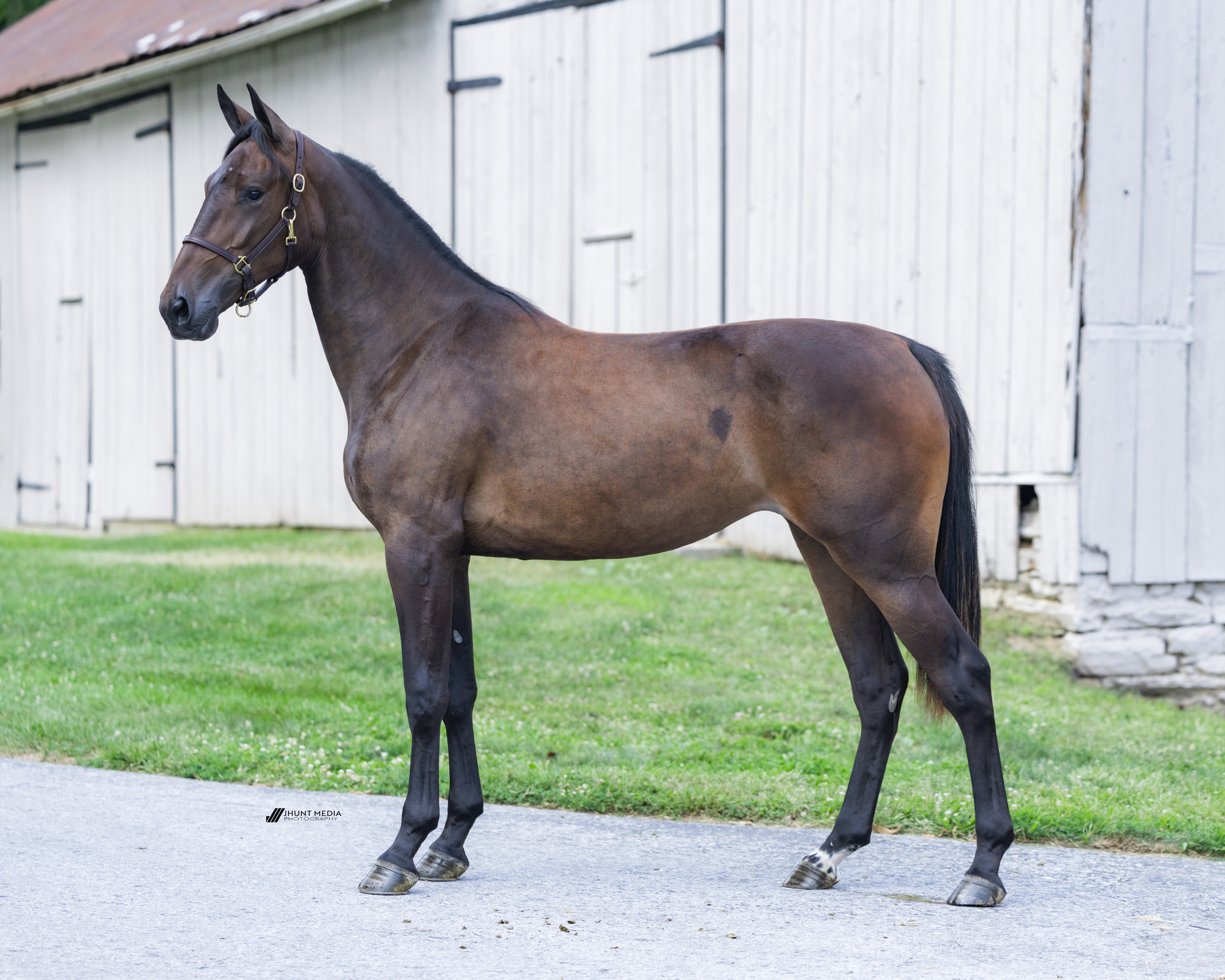 2025 ONGAIT FALL YEARLING SALE Bid online September 19 and 20 