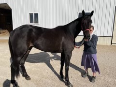 RON BURKE STABLE RACEHORSEREDUCTION SIX RACE READY HORSES Bidding Ends ...