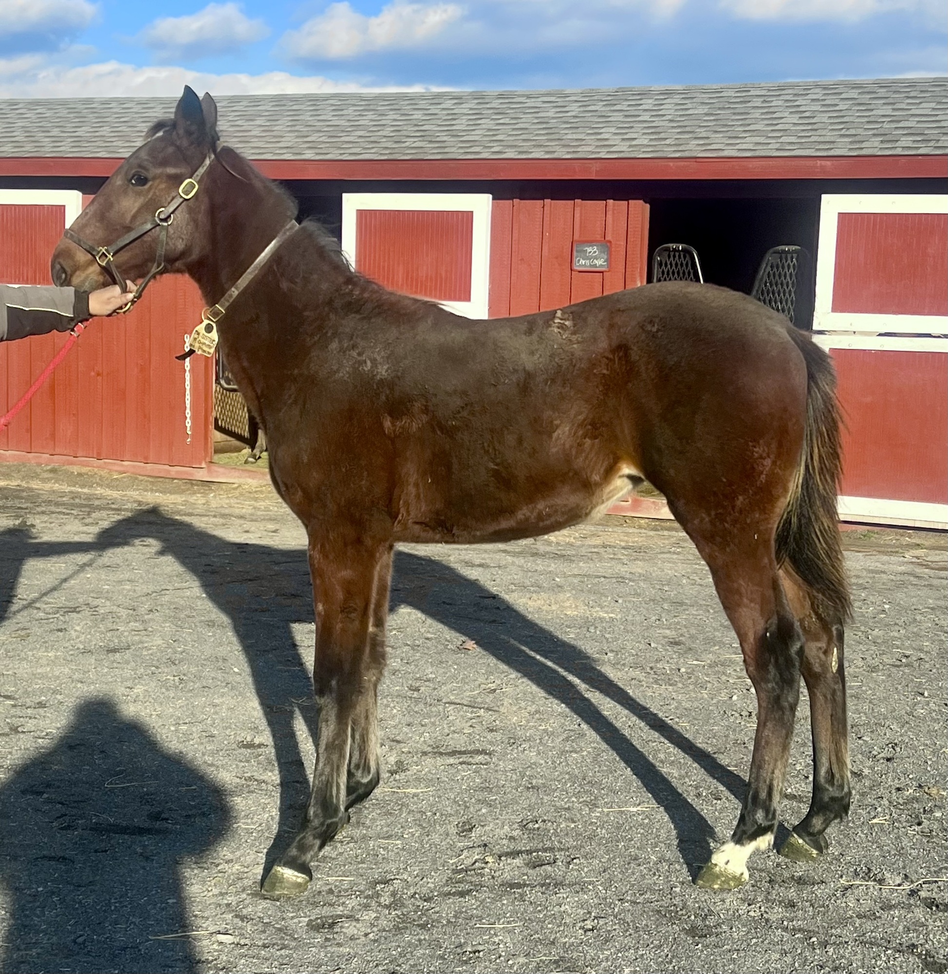 LET IT RIDE STABLES AND ODDS ON RACINGCONSIGNMENT ANNUAL BLOODSTOCK ...