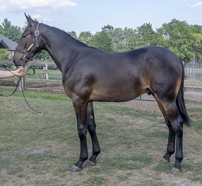 2022ONGAIT FALL YEARLING SALE - onGait