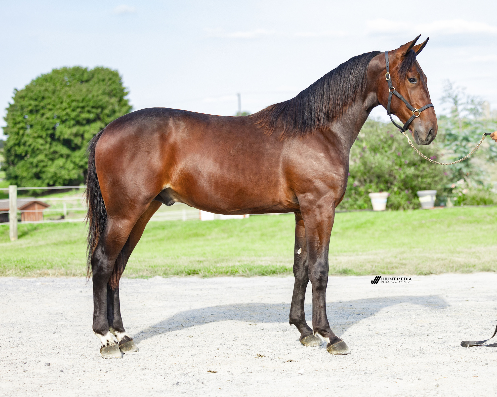 2024ONGAIT FALL YEARLING SALE - onGait