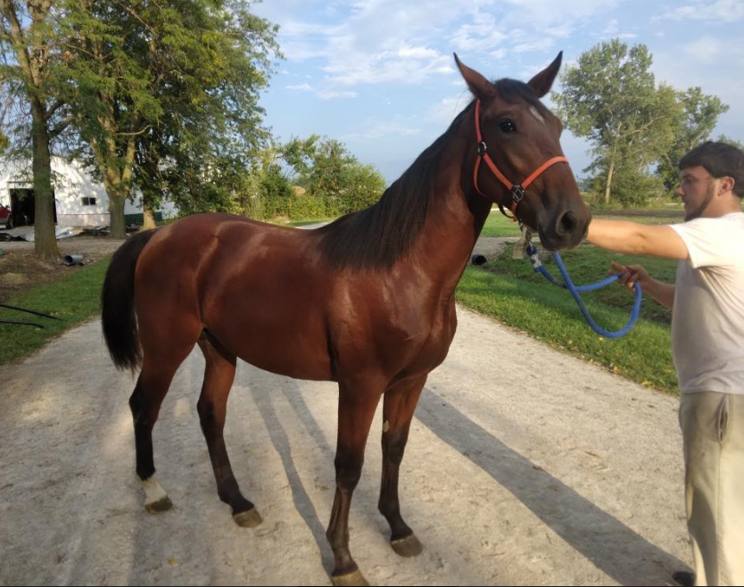 2022ONGAIT FALL YEARLING SALE - onGait
