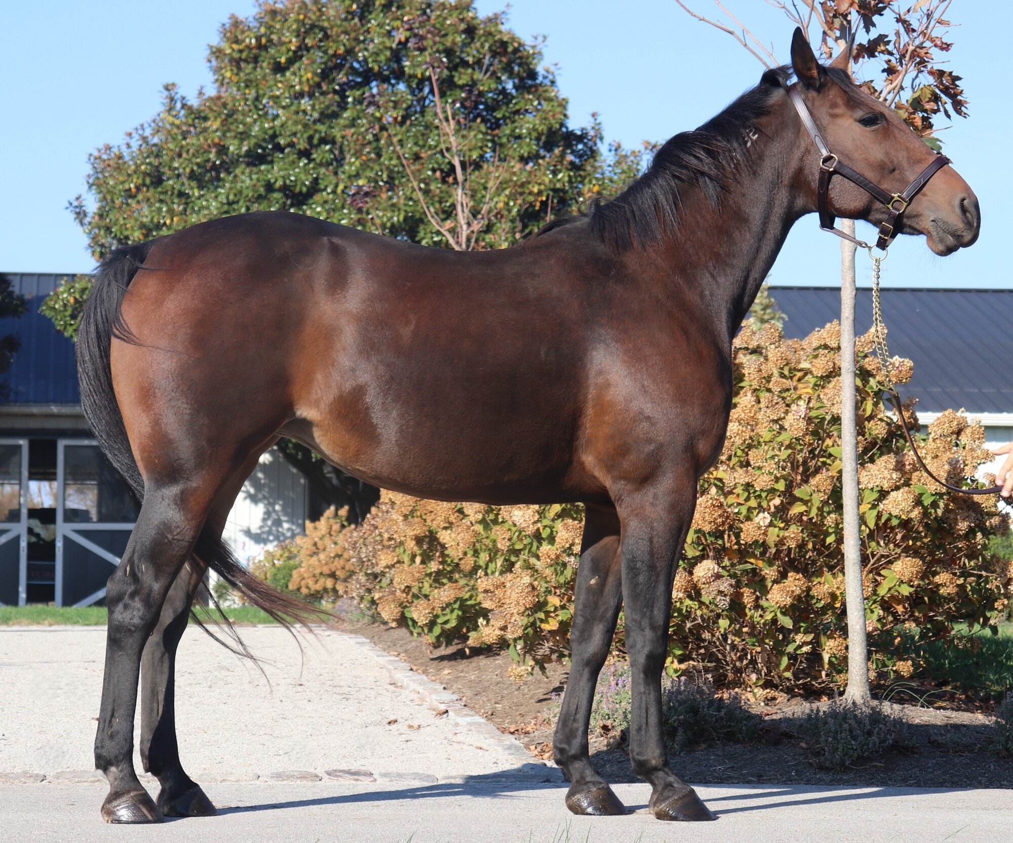 2024 ONGAIT FALL BLOODSTOCKSALE Bid Friday November 15 and Saturday ...