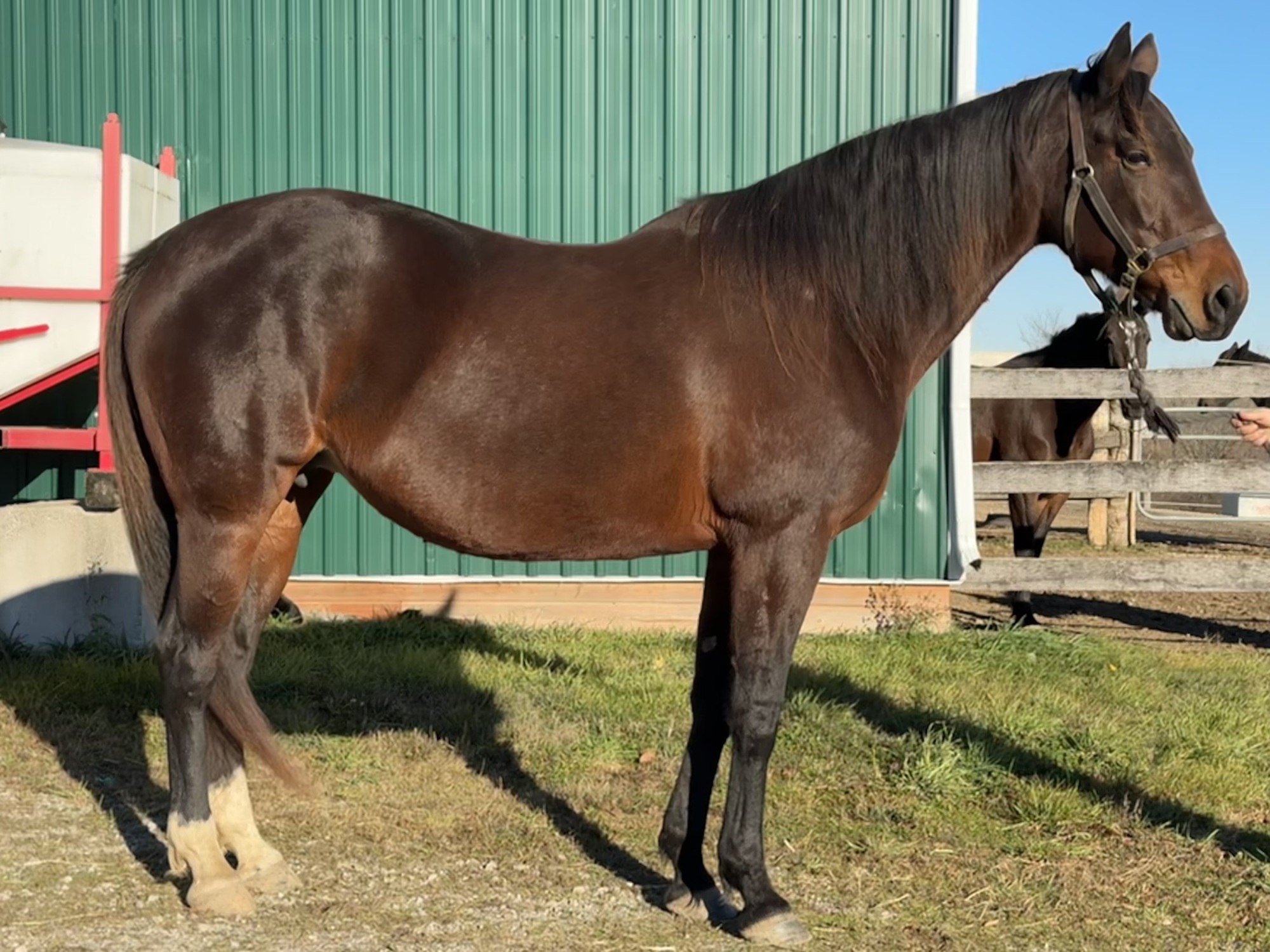 2024 ONGAIT FALL BLOODSTOCKSALE Bid Friday November 15 and Saturday ...