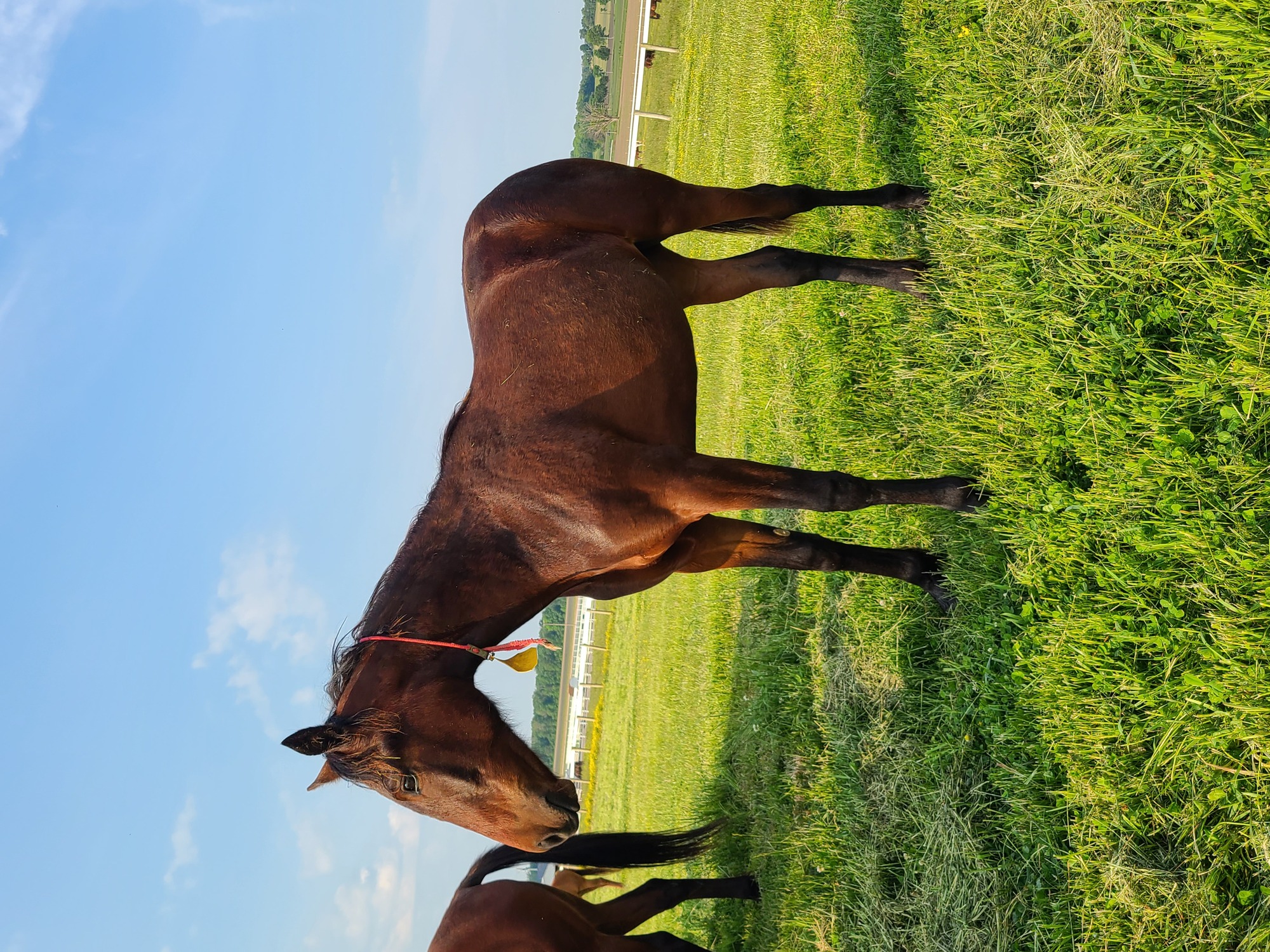 ODDS ON RACING YEARLING CONSIGNMENT Auctions End Tuesday - onGait