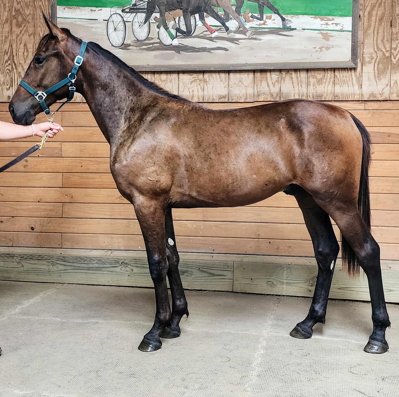 2025 ONGAIT FALL YEARLING SALE Bid online September 19 and 20 