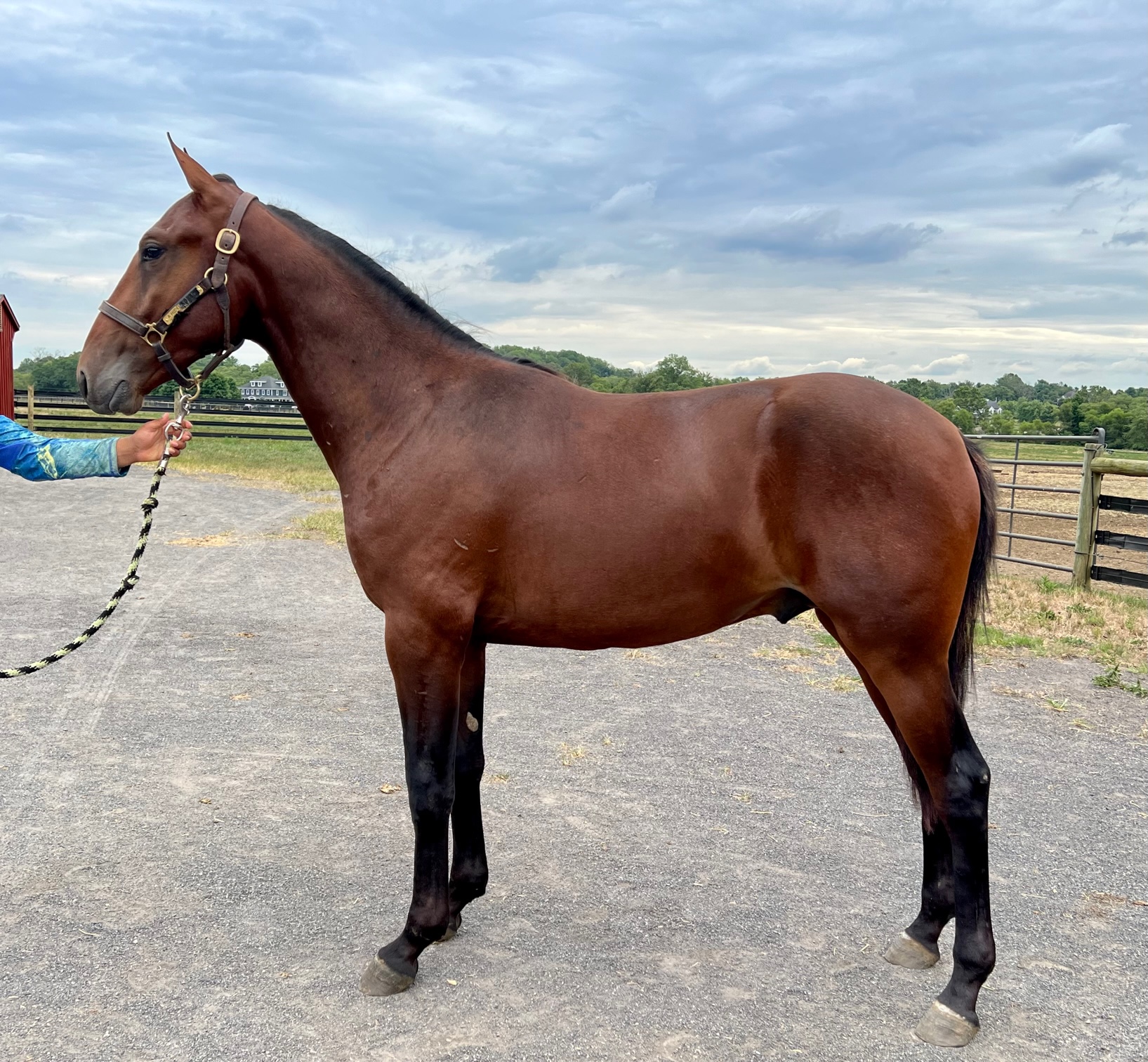 2022ONGAIT FALL YEARLING SALE - onGait