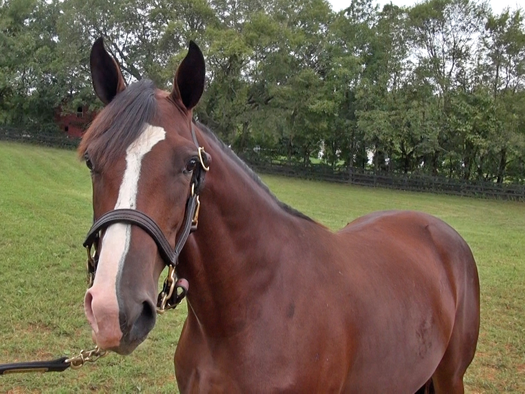 2024ONGAIT FALL YEARLING SALE - onGait