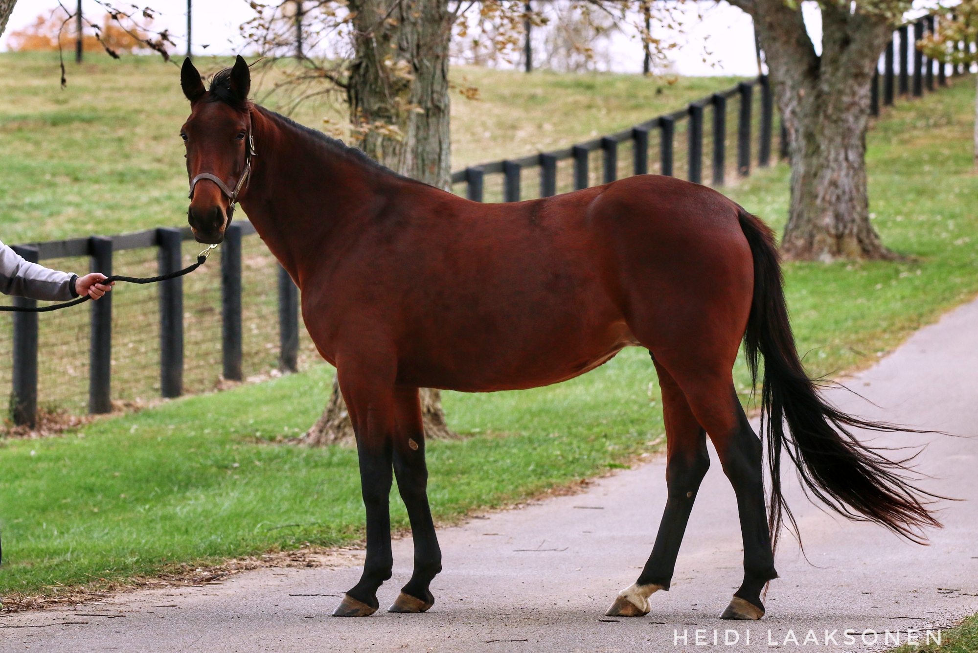 2024 ONGAIT FALL BLOODSTOCKSALE Bid Friday November 15 and Saturday ...