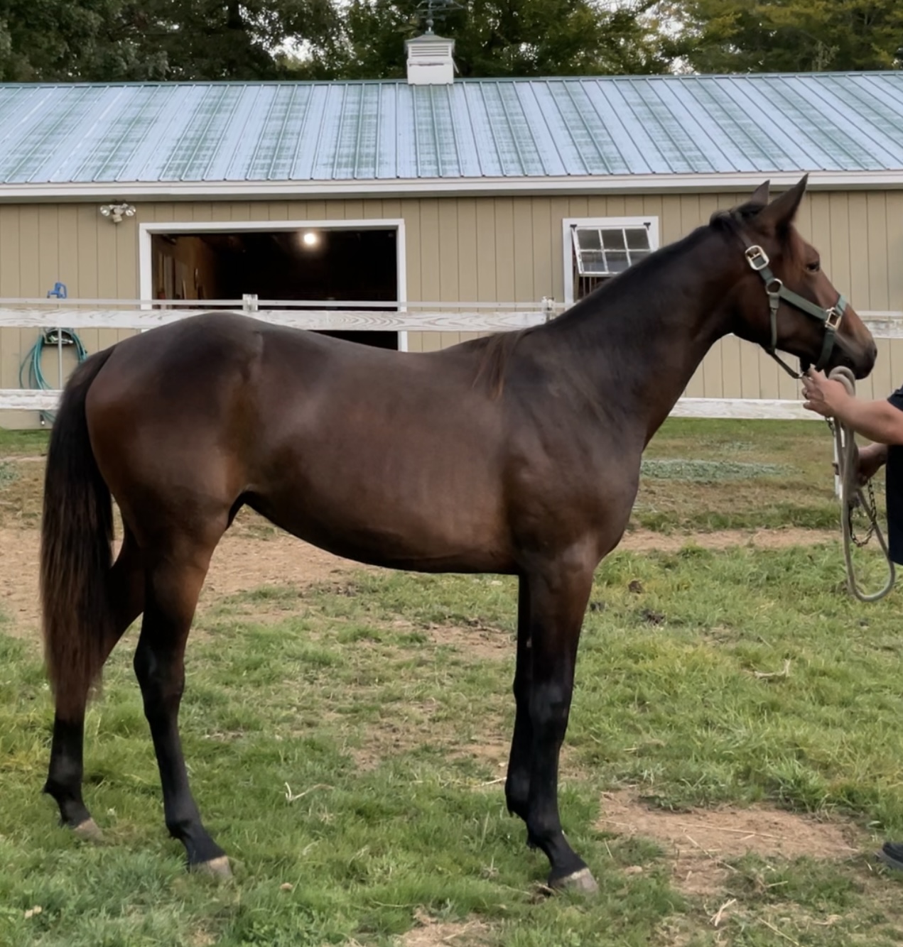 2024ONGAIT FALL YEARLING SALE - onGait