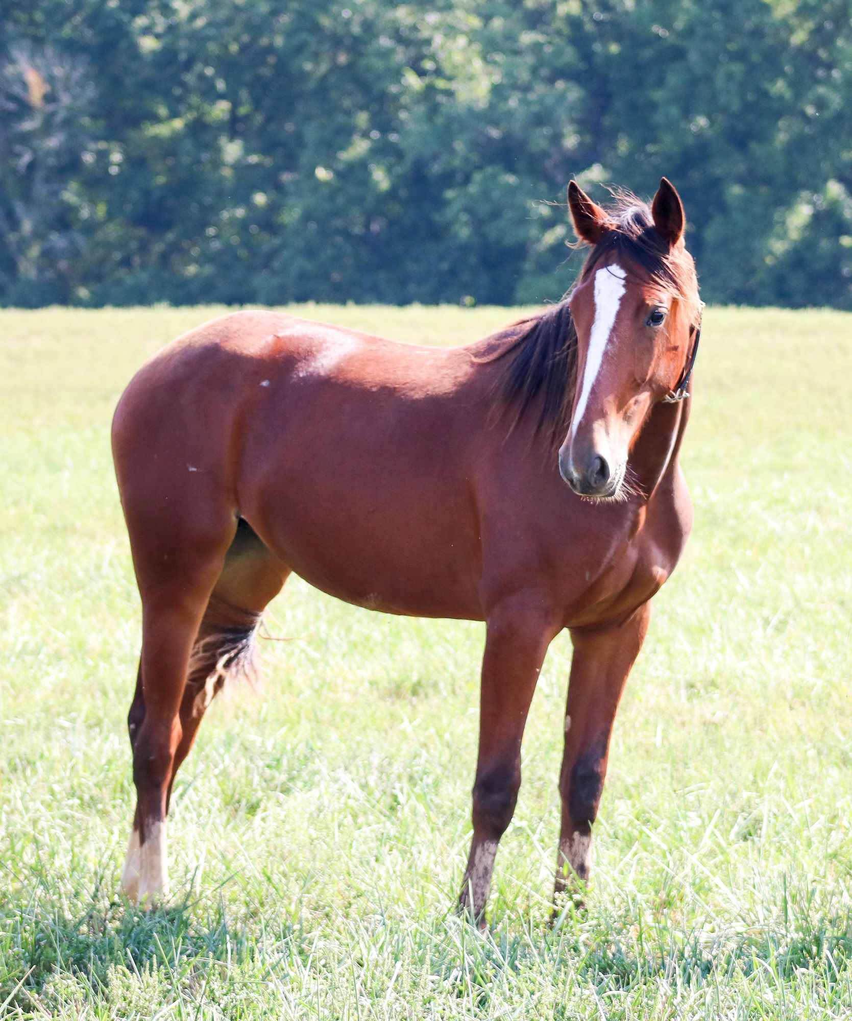2022ONGAIT FALL YEARLING SALE - onGait
