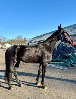 RON BURKE STABLE RACEHORSEREDUCTION Bidding Ends SaturdayAfternoon - onGait