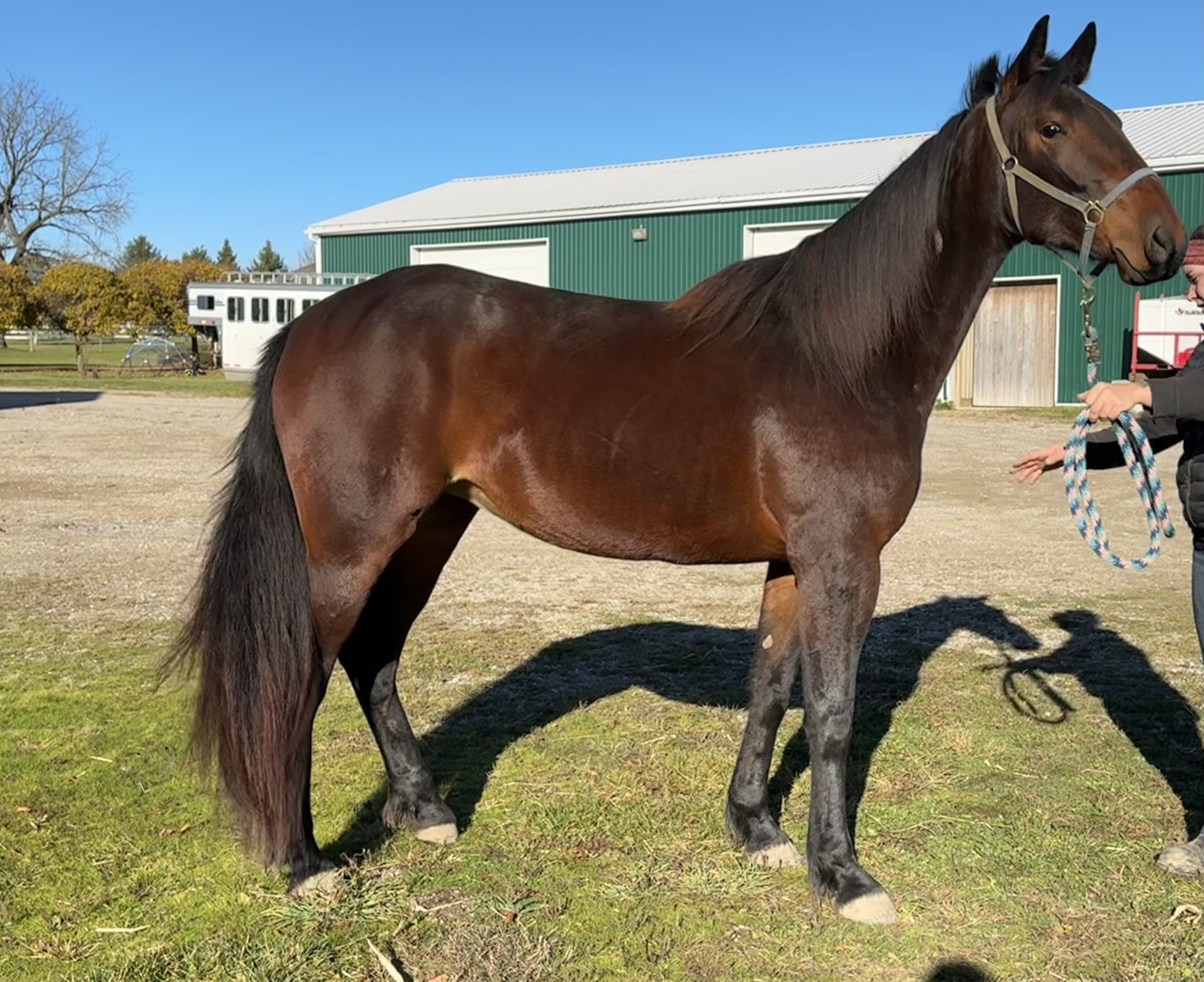 2024 ONGAIT FALL BLOODSTOCKSALE Bid Friday November 15 and Saturday ...