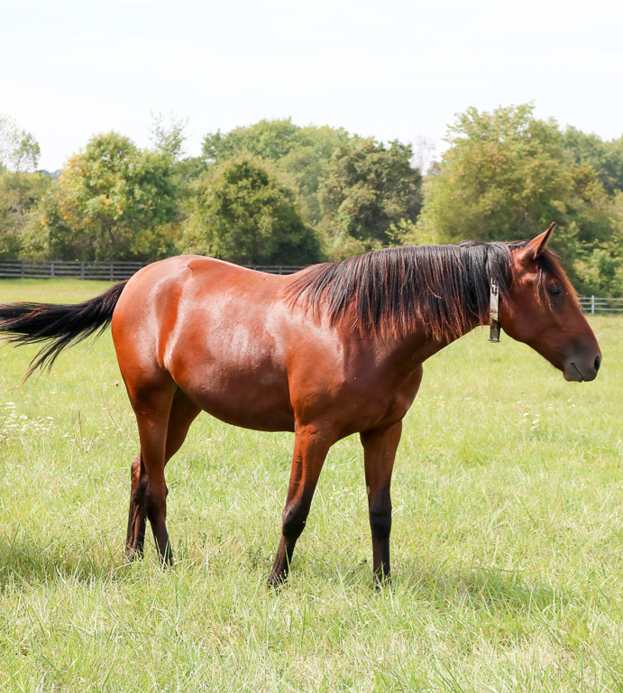 2022ONGAIT FALL YEARLING SALE - onGait