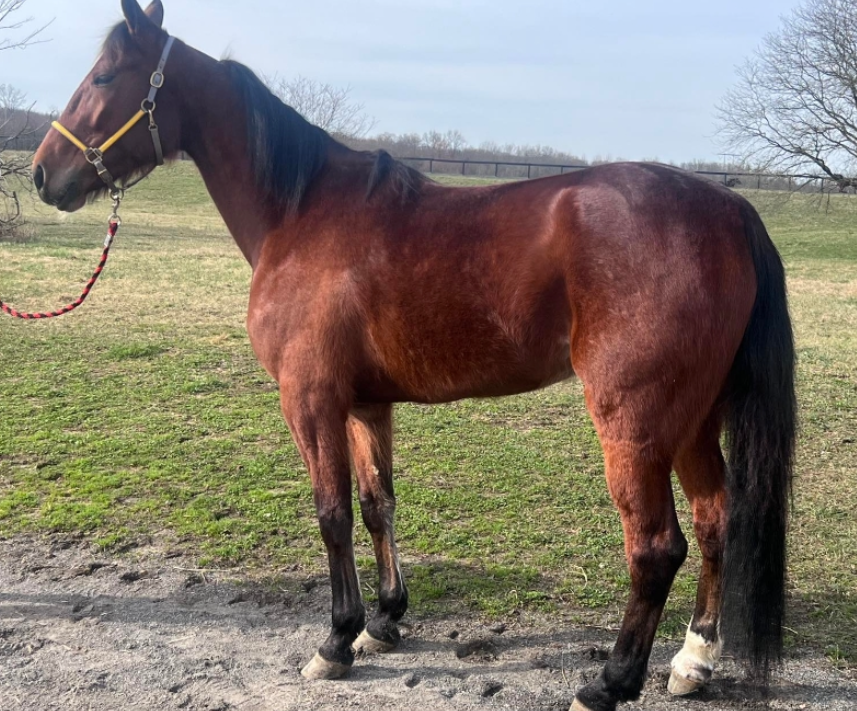 RON BURKE STABLE RACEHORSEREDUCTION Bidding Ends Thursday - onGait