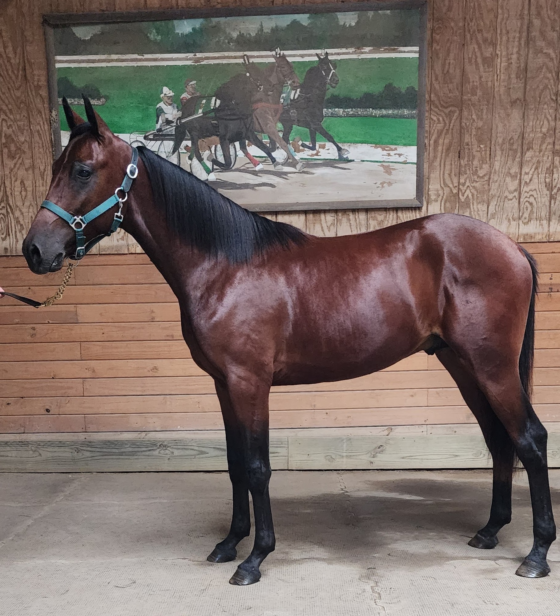 2025 ONGAIT FALL YEARLING SALE Bid online September 19 and 20 