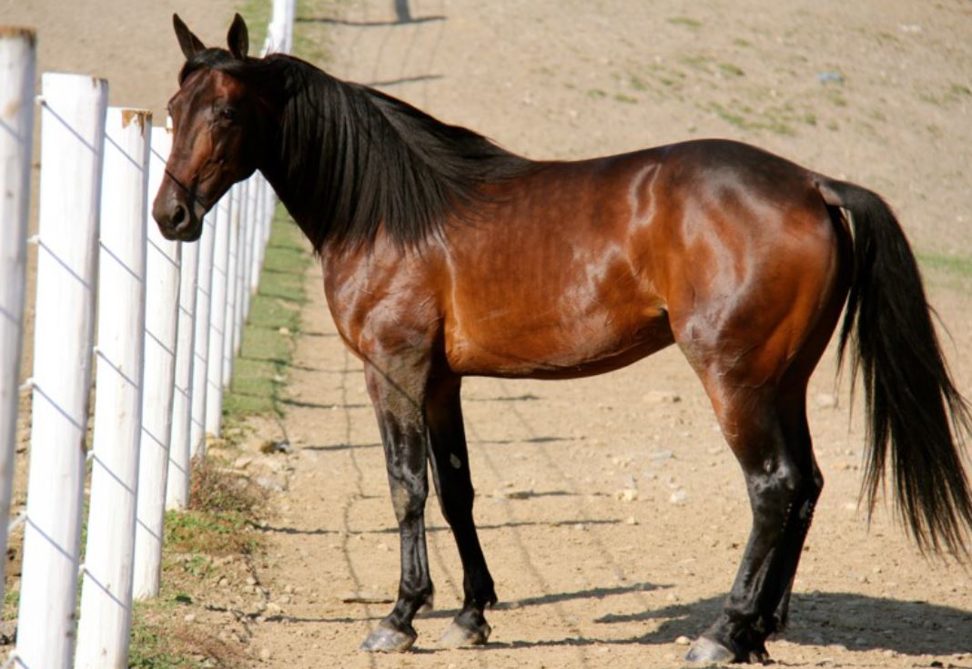 25thANNUAL STALLION BREEDINGS AUCTION TO BENEFIT NEW VOCATIONS Bid ...