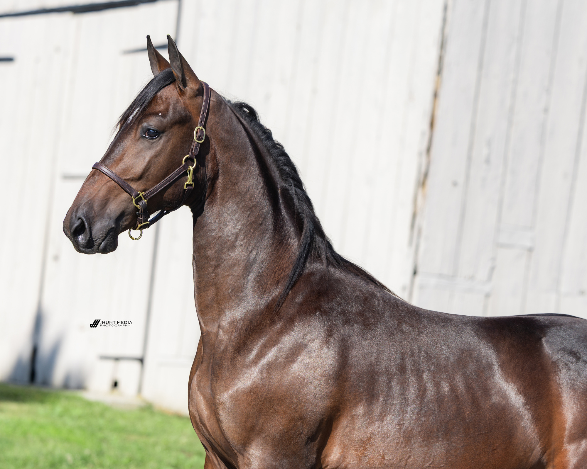 2025 ONGAIT FALL YEARLING SALE Bid online September 19 and 20 