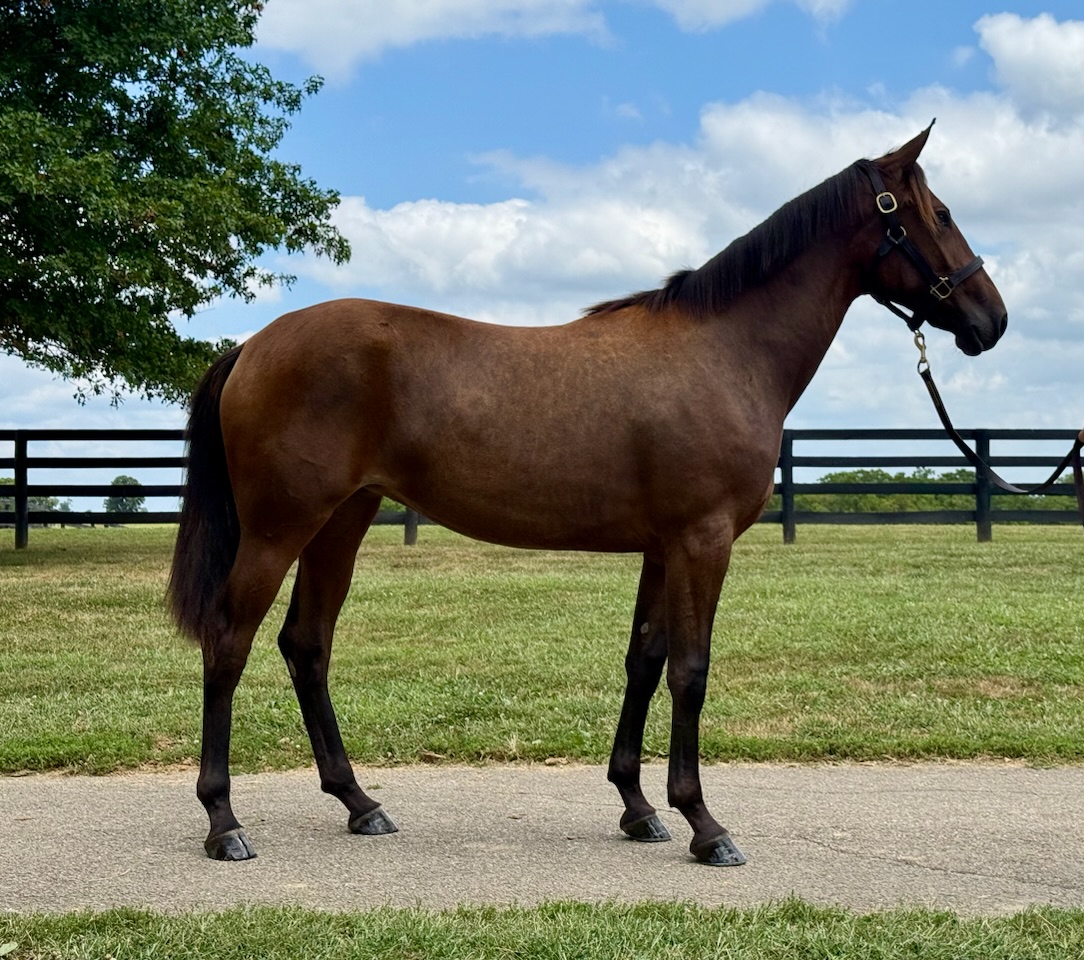2025 ONGAIT FALL YEARLING SALE Bid online September 19 and 20 