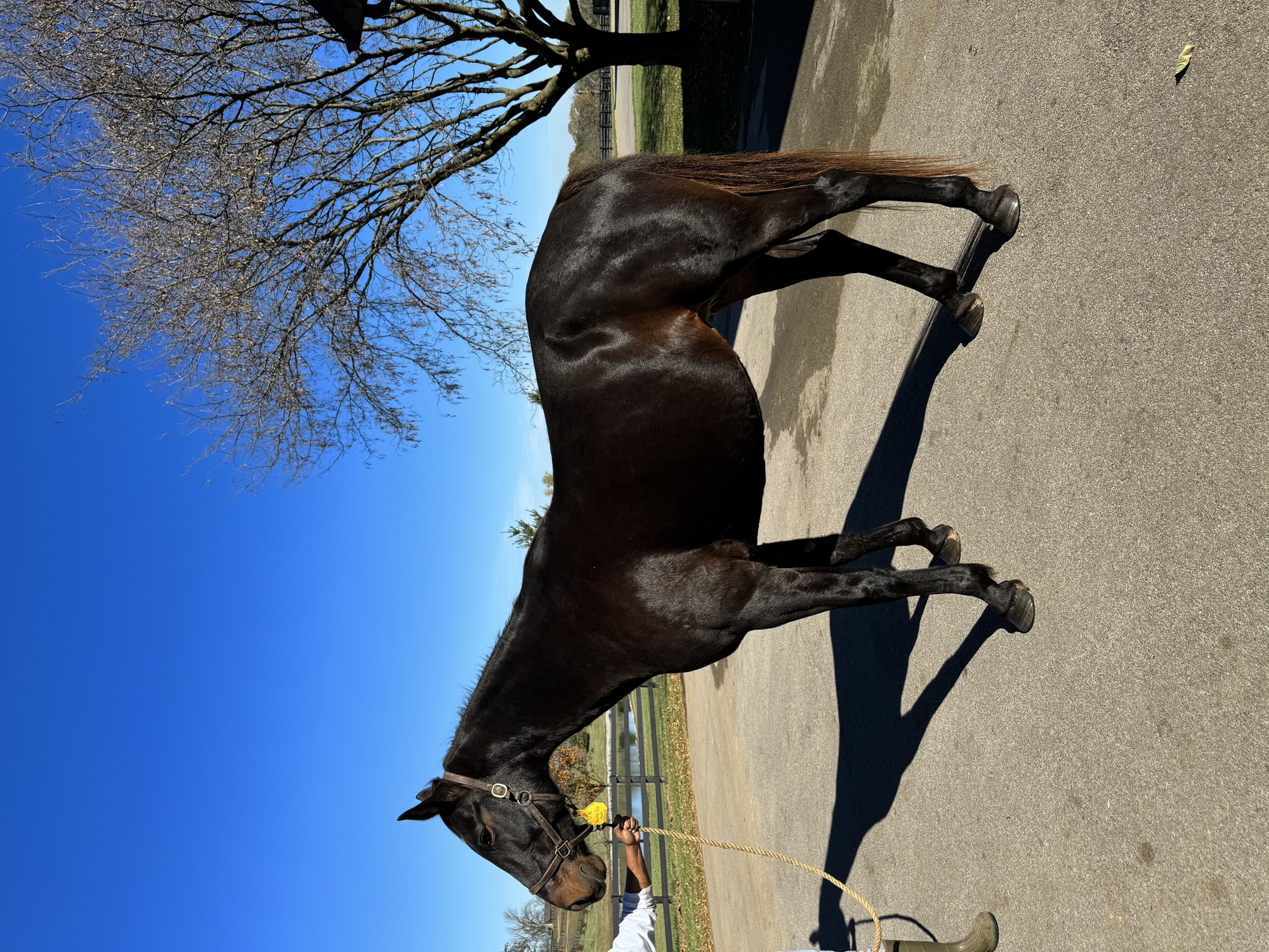 2023 ONGAIT FALL MIXED SALE - onGait
