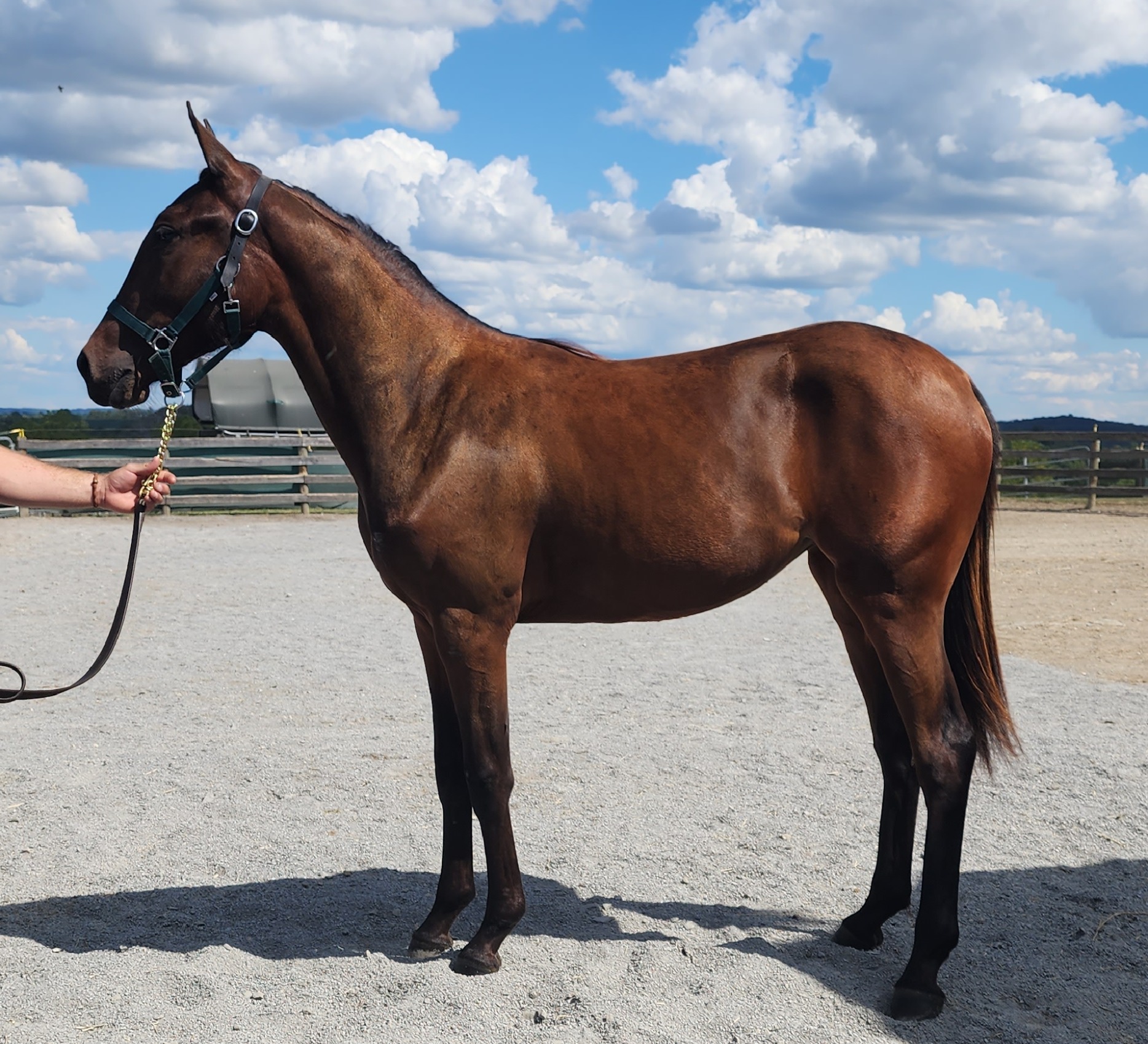 2025 ONGAIT FALL YEARLING SALE Bid online September 19 and 20 