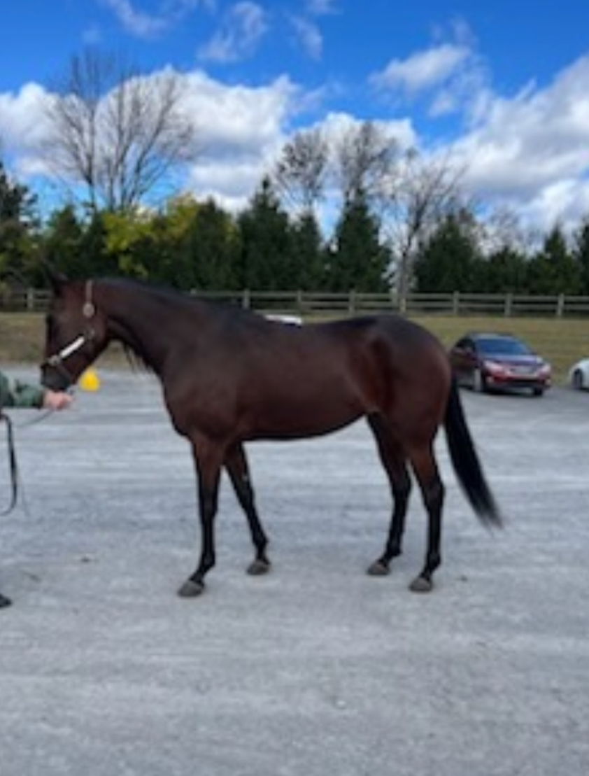 RON BURKE STABLE RACEHORSEREDUCTION SIX RACE READY HORSES Bidding Ends ...