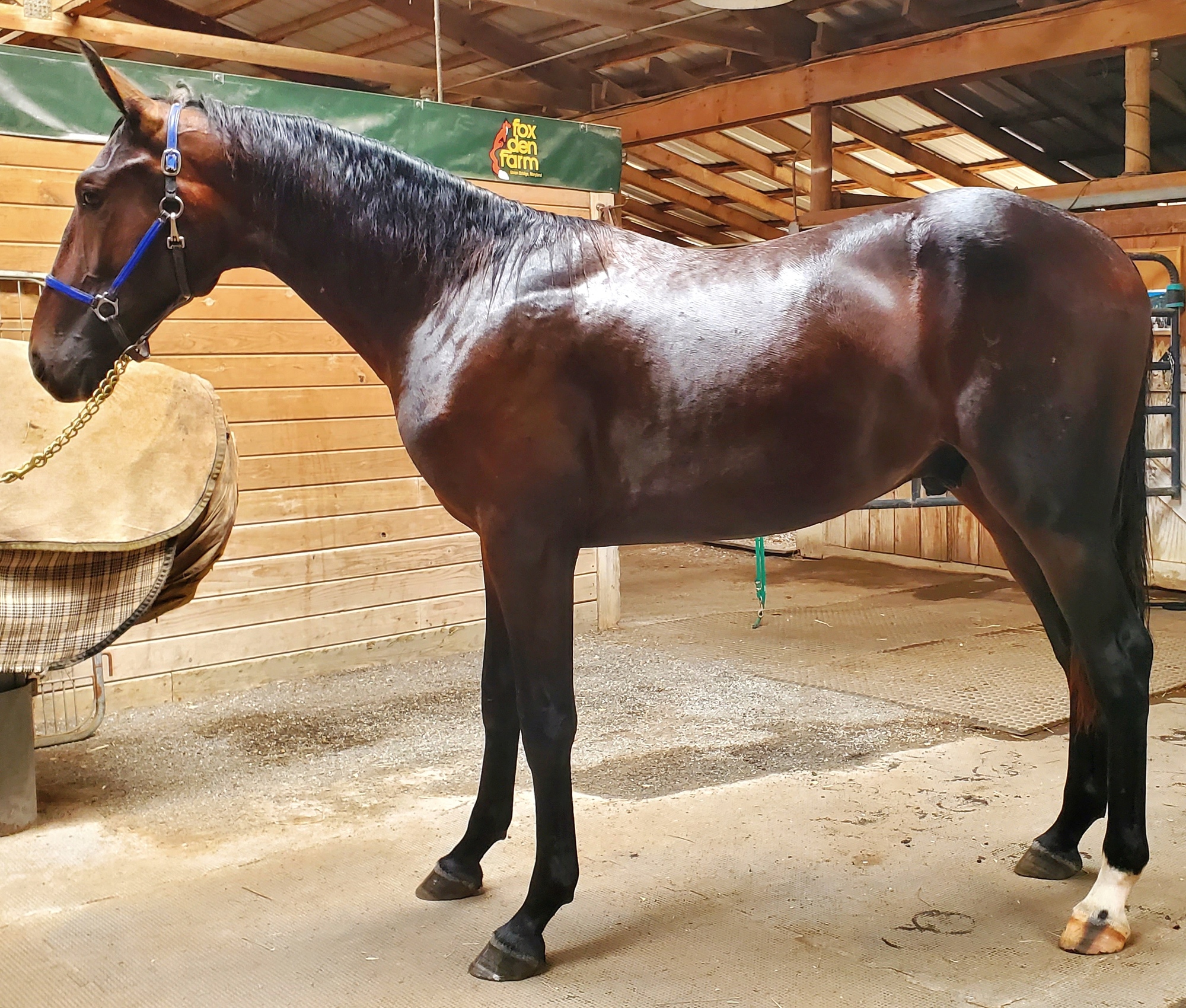 2022ONGAIT FALL YEARLING SALE - onGait