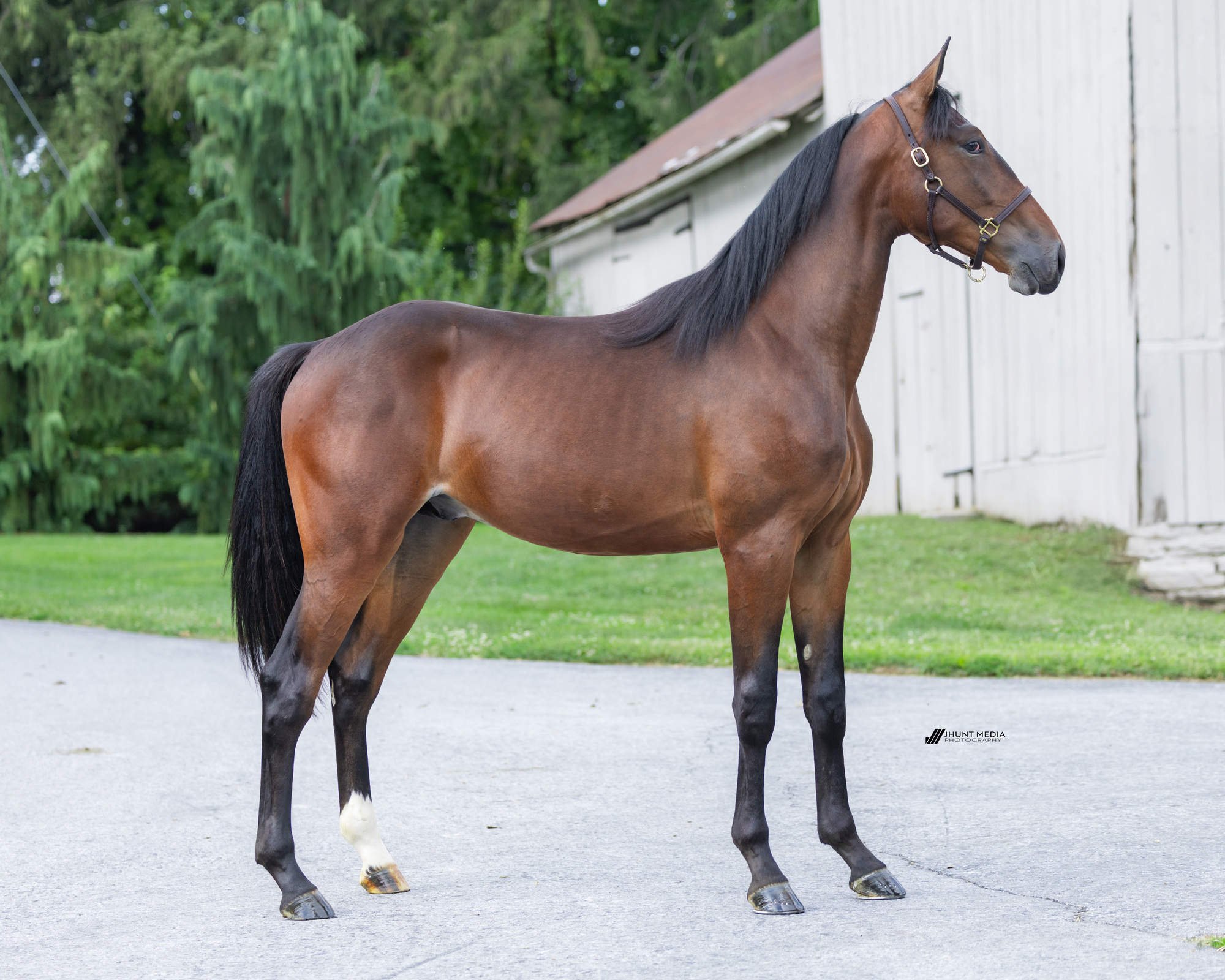 2025 ONGAIT FALL YEARLING SALE Bid online September 19 and 20 