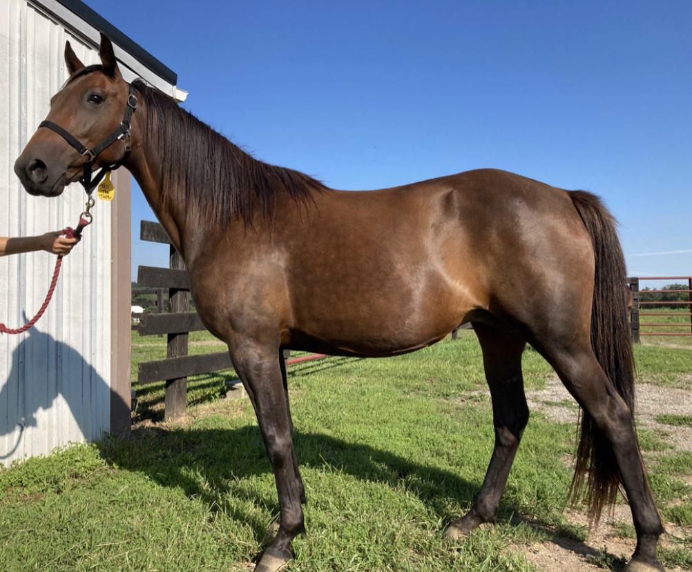 2021 ONGAIT FALL MIXED SALE Broodmares, Stallion Breedings and Shares ...
