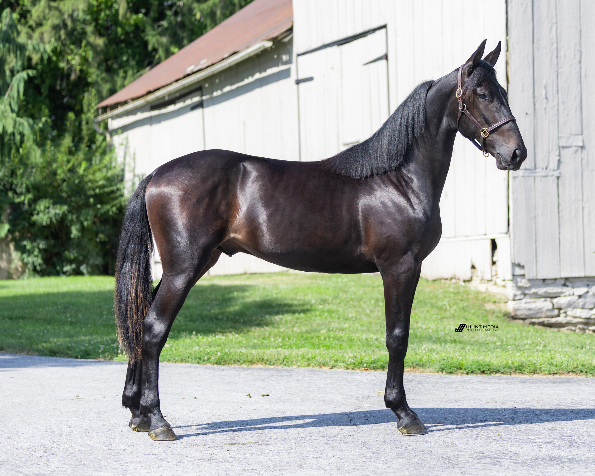 2025 ONGAIT FALL YEARLING SALE Bid online September 19 and 20 