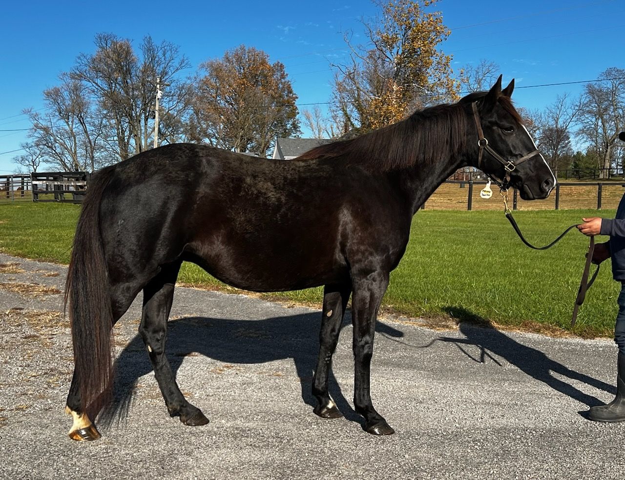 2023 ONGAIT FALL MIXED SALE - onGait