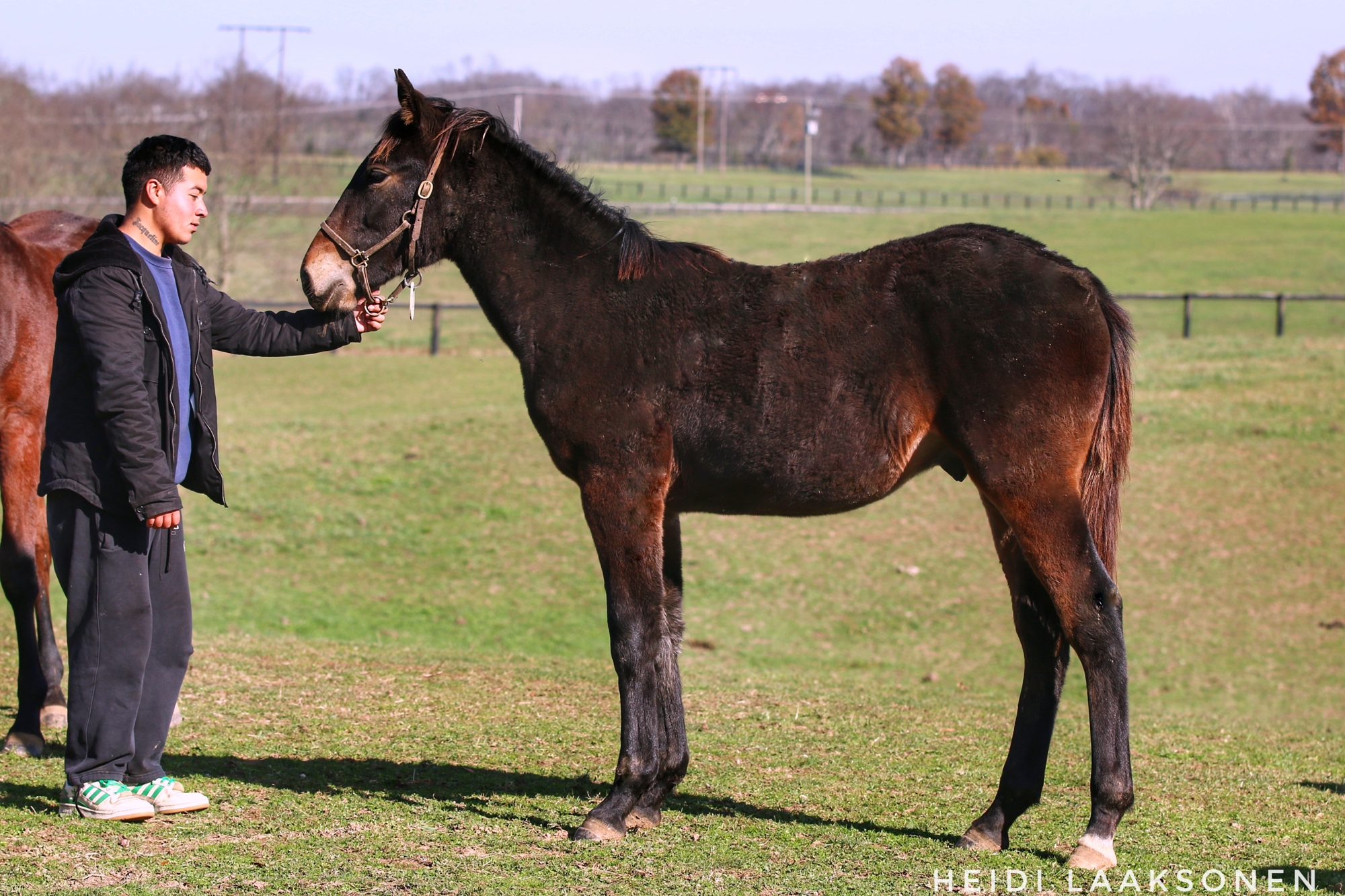 2024 ONGAIT FALL BLOODSTOCKSALE Bid Friday November 15 and Saturday ...