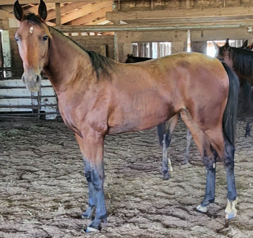 2022ONGAIT FALL YEARLING SALE - onGait