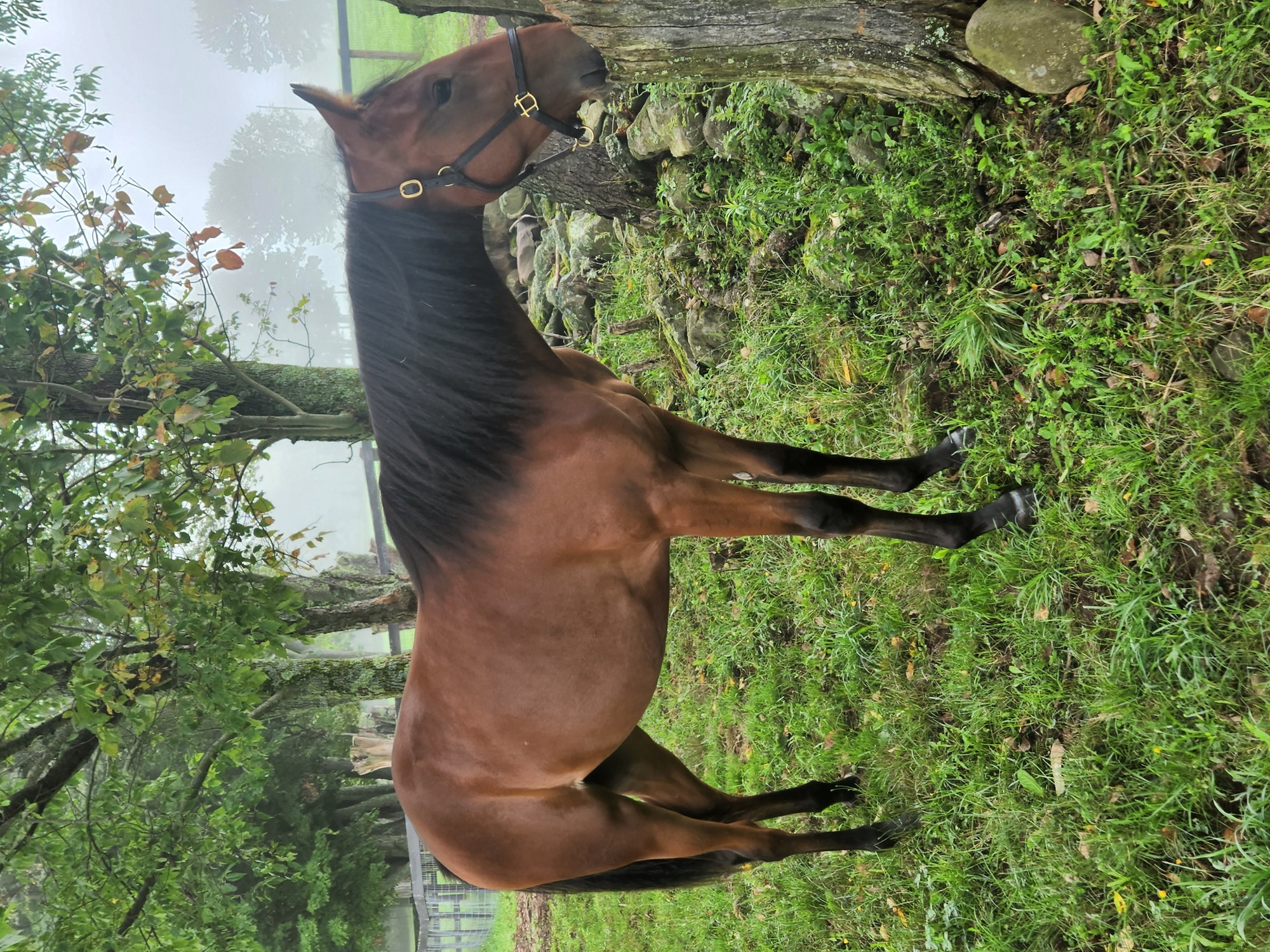 2022ONGAIT FALL YEARLING SALE - onGait
