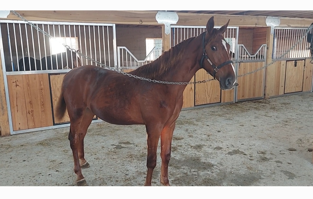 2022ONGAIT FALL YEARLING SALE - onGait