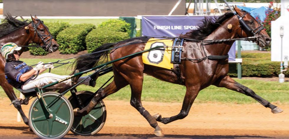 2025 OHHA P.A.C.E.R. STALLION BREEDINGS AUCTION BIDDING ENDS SATURDAY ...